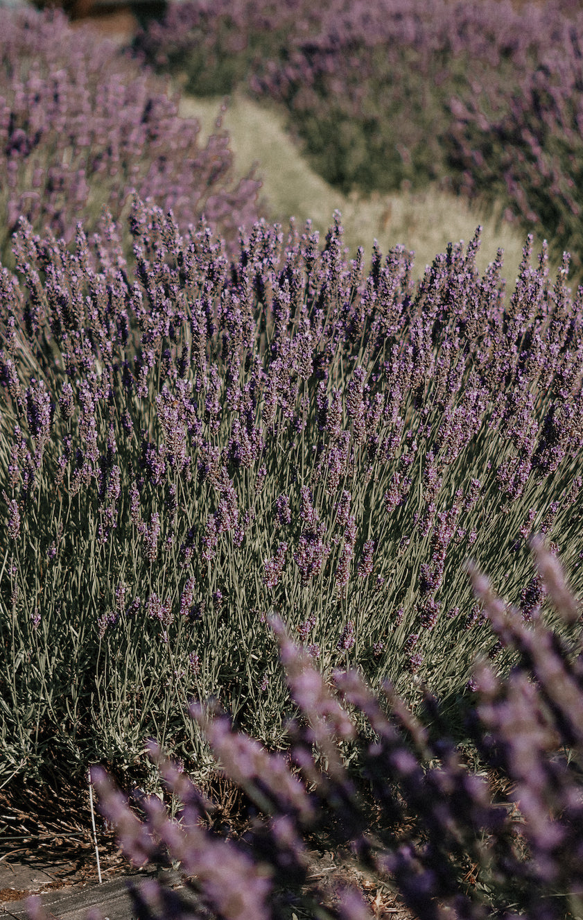 Bath Lovers Lavender Gift Box | Our Lavender Co.