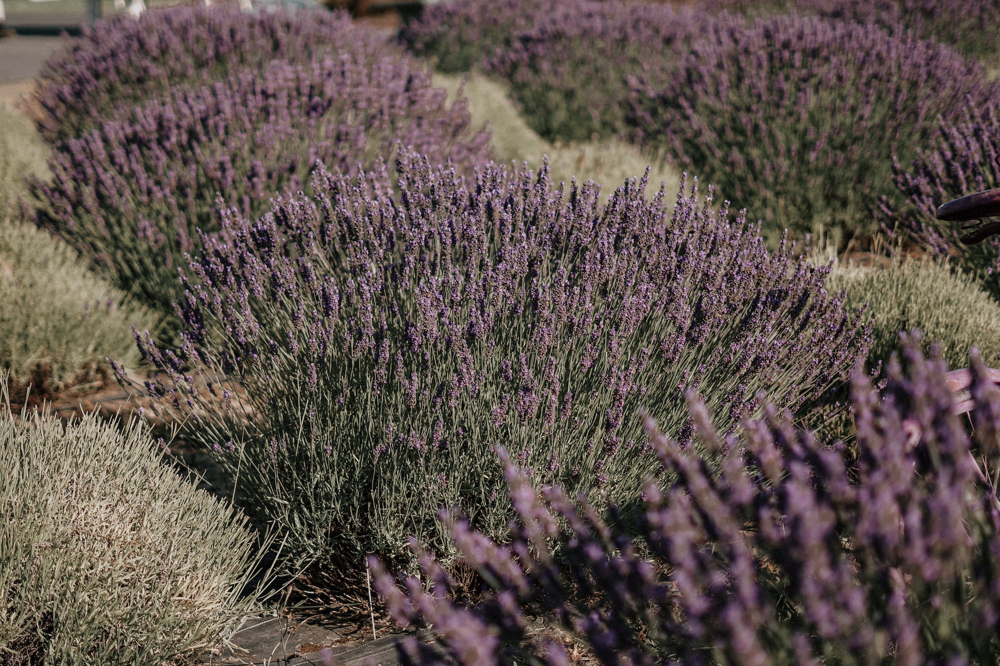 Bath Lovers Lavender Gift Box | Our Lavender Co.